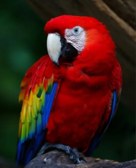 Rüyada Papağan Görmek Ne Anlama Gelir? - Linc Heap - Haber Ve Blog