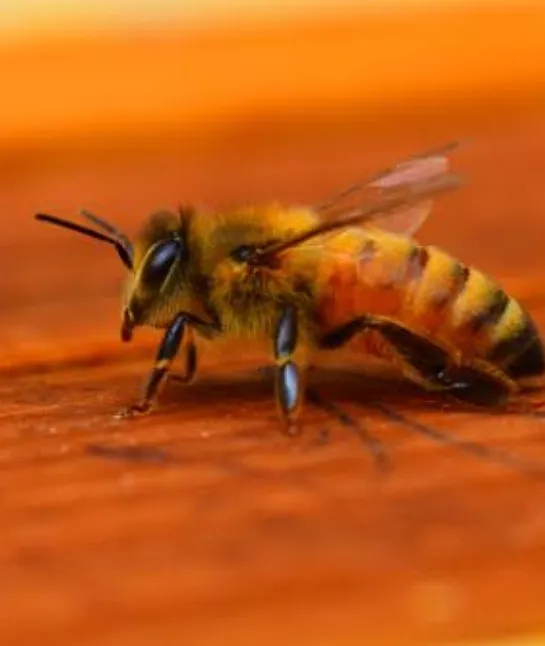 Bal Arısı Türleri Ve Özellikleri Nelerdir ? - Linc Heap - Haber Ve Blog