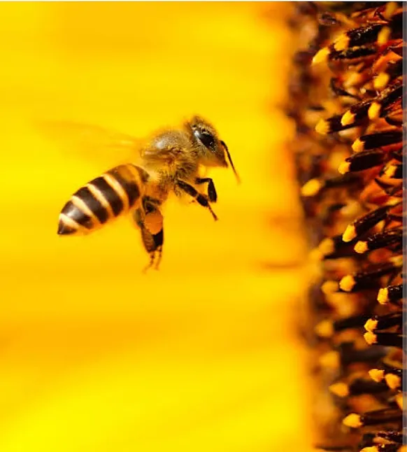 Bal Arısı Türleri Ve Özellikleri Nelerdir ? - Linc Heap - Haber Ve Blog