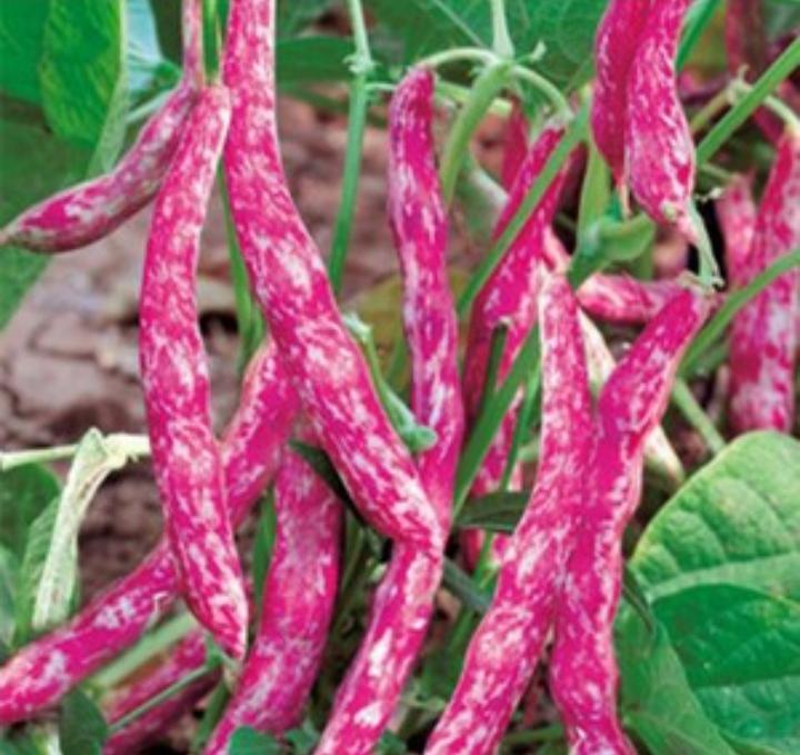 Barbunya Nedir, Barbunyanın Faydaları Nelerdir? - Linc Heap - Haber Ve Blog