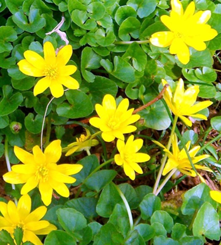 Basur Otu Nedir?Basur Otu Ne İşe Yarar? - Linc Heap - Haber Ve Blog